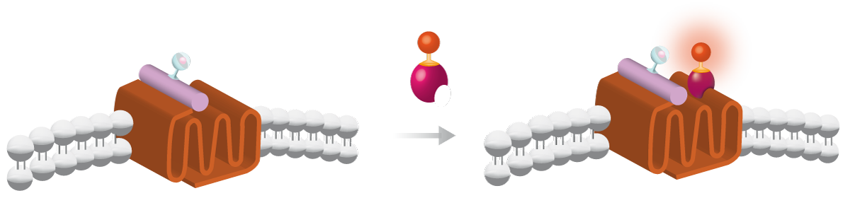 Analyze binding kinetics with HTRF | BMG LABTECH